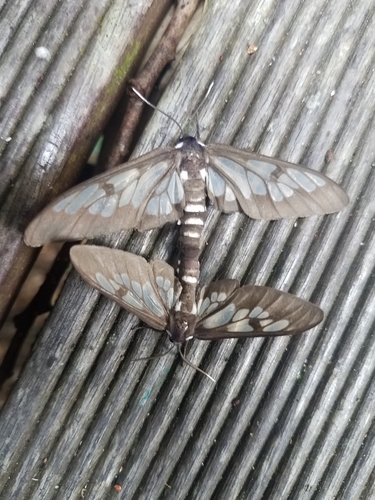 Caeneressa robusta · iNaturalist