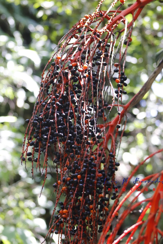 pacaya palm from Nido del Halcón, Col Santa Bárbara, Ver., México on ...