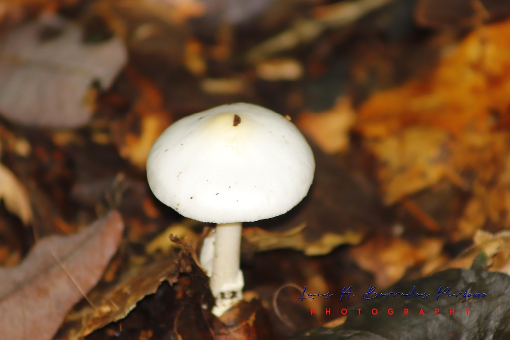Amanita Sect. Phalloideae from Jardín Botánico Francisco Javier ...