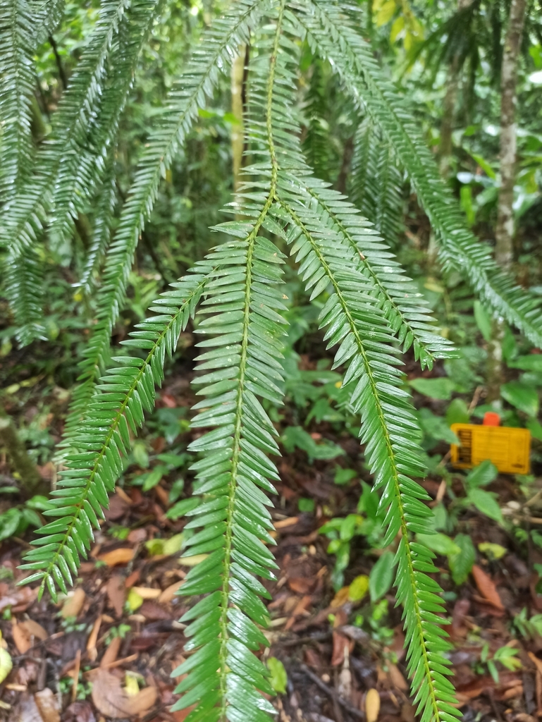 Retrophyllum rospigliosii from Pereira, Risaralda, Colombia on August ...