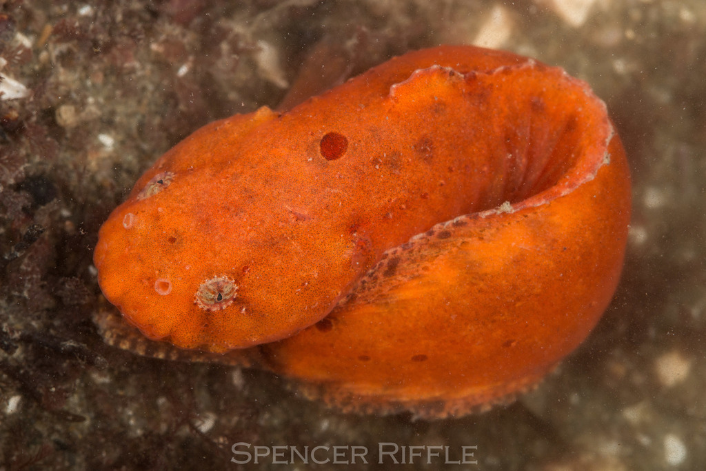Slimy Snailfish in February 2019 by spencer_riffle · iNaturalist