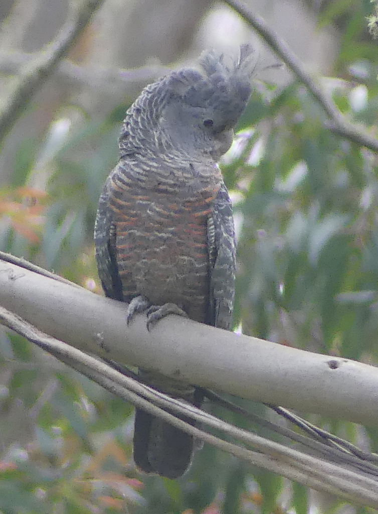 Gang-gang Cockatoo in November 2021 by Joy Georgeson. This female was ...