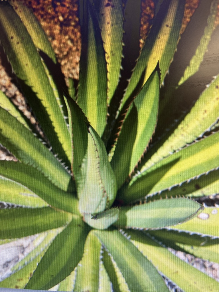 Thorn-crested Agave from Salle Ave, Buda, TX, US on August 31, 2023 at ...