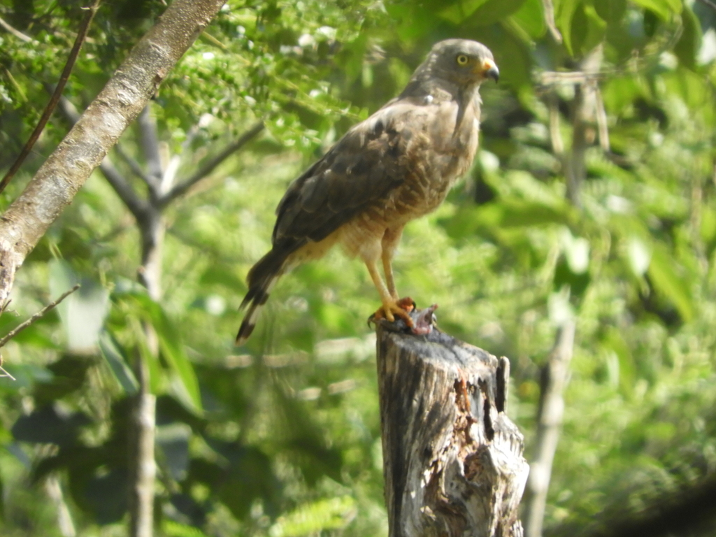 Roadside Hawk from Tizimín, Yuc., México on August 30, 2023 at 09:35 AM ...