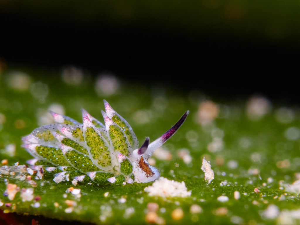 little leaf-sheep from Mabini, Batangas, Philippines on December 03 ...