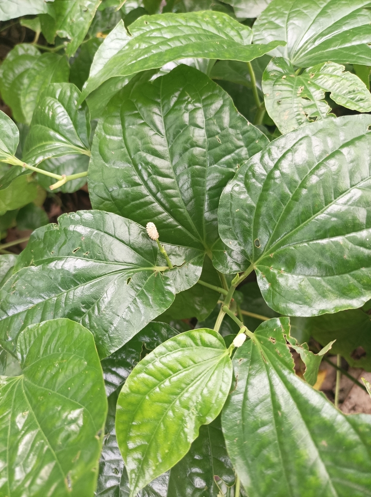 Lolot Pepper from 壽山國家自然公園（半屏山園區） on September 1, 2023 at 01:05 PM by 李 ...