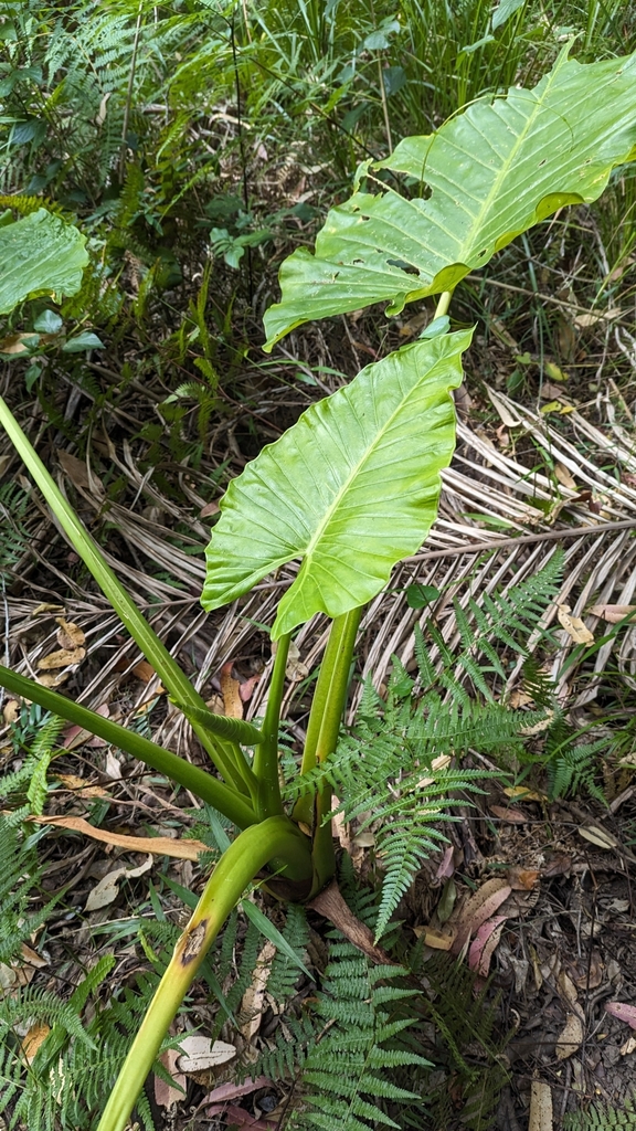 Elephant's ear from Gheerulla QLD 4574, Australia on August 29, 2023 at ...