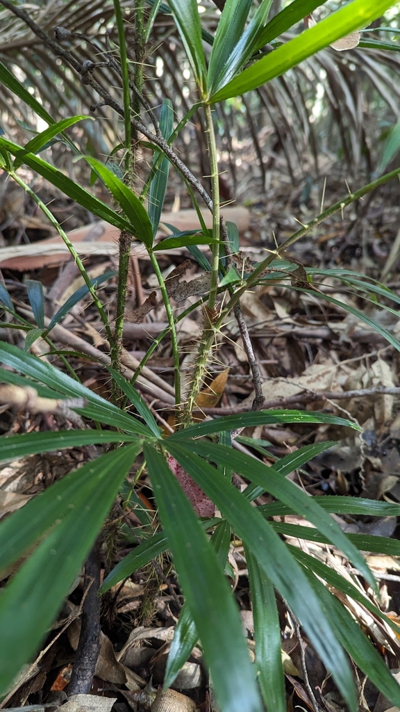 Lawyer Vine from Peachester QLD 4519, Australia on August 30, 2023 at ...