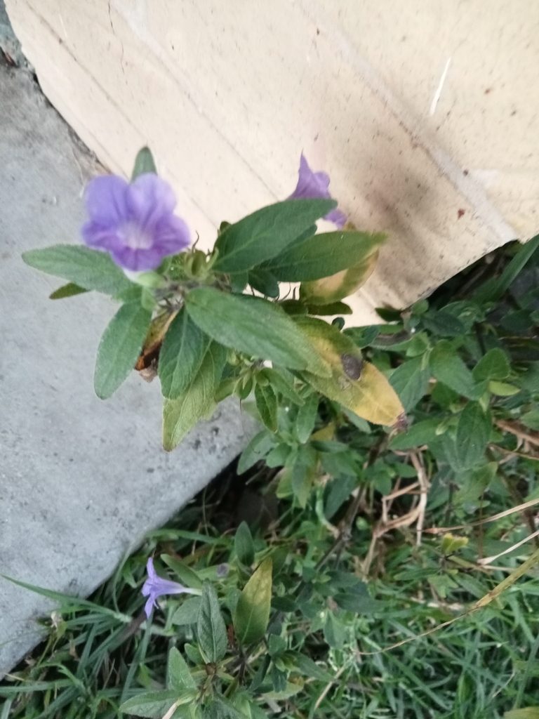 creeping ruellia from Caboolture South QLD 4510, Australia on September ...