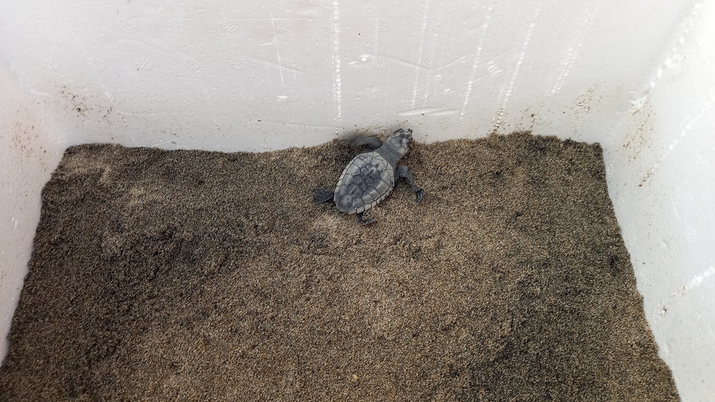Loggerhead Sea Turtle in August 2023 by Alessio Usai. Nest with egg ...