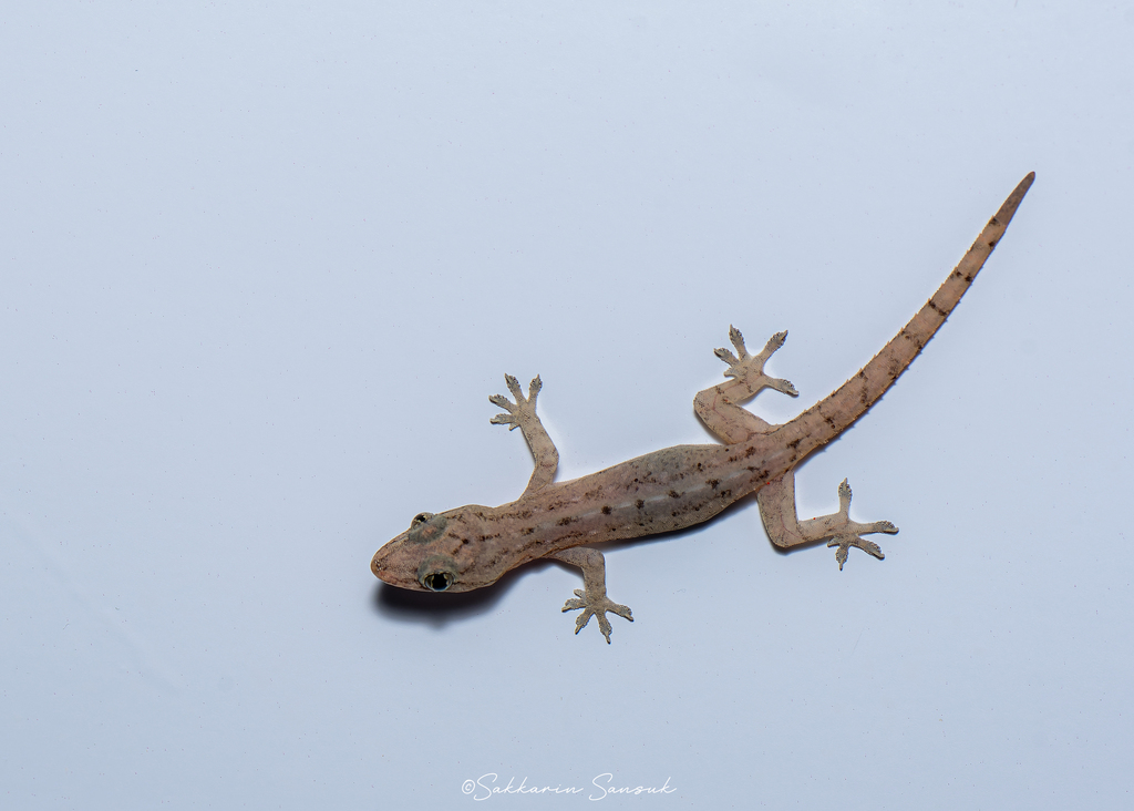 Asian House Gecko from Pathum Wan, Bangkok 10330, Thailand on August 25 ...