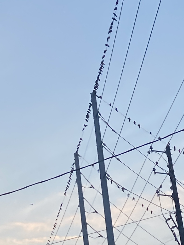 Crows and Ravens from Dundee Rd, Winter Haven, FL, US on September 1 ...