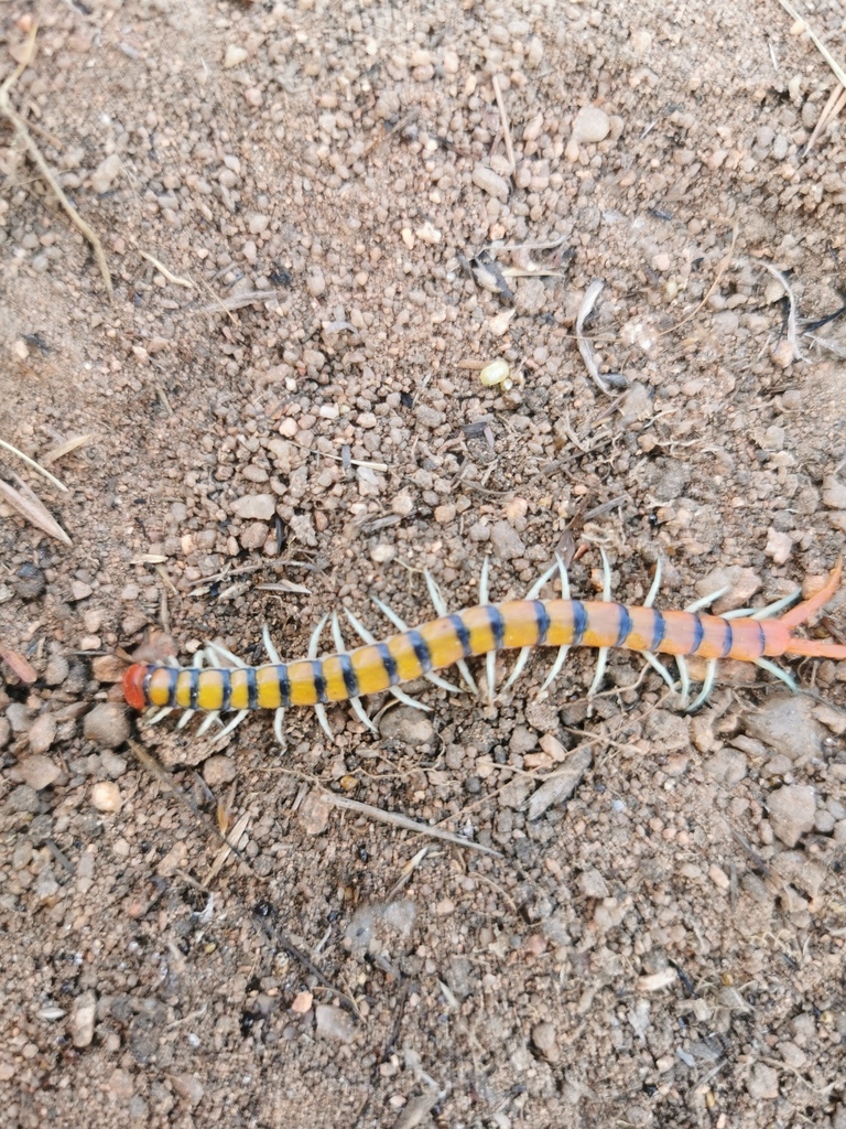 Red-headed Centipede from Waterberg District Municipality, South Africa ...