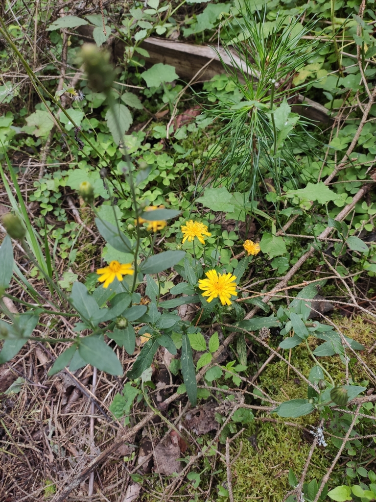 Canada hawkweed from S'vislach, Belowezskaya Pushcha, BY-HR, BY on ...