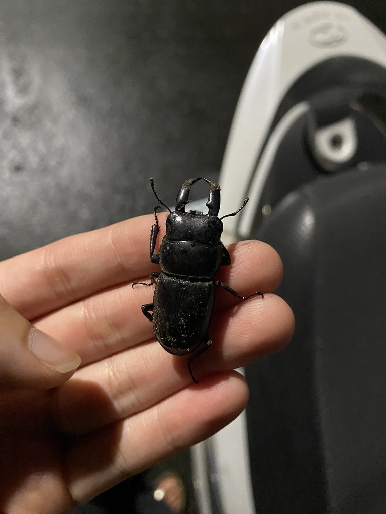 Serrognathus titanus sika from 臺灣島, 汐止區, NWT, TW on August 31, 2023 at ...