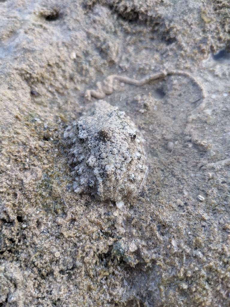 Warty Slug from San Manuel, Palawan, Philippines on September 1, 2023 ...
