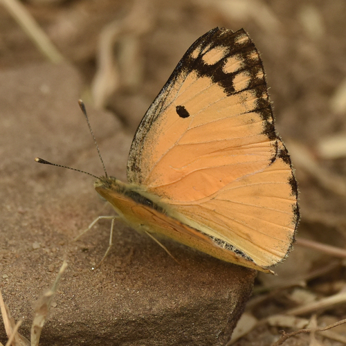 Punjabi Large Salmon Arab (Subspecies Colotis fausta faustina ...
