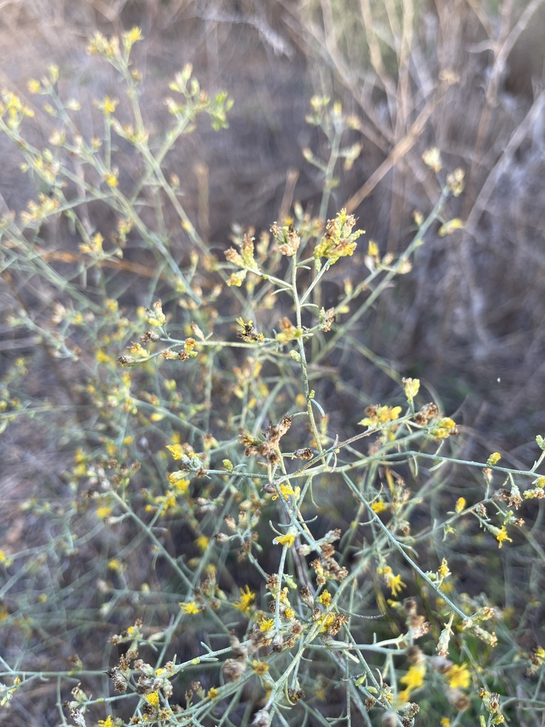 Broom Snakeweed from Vista Diego Rd, Jamul, CA, US on September 1, 2023 ...