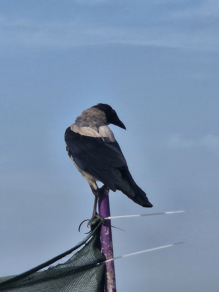 Hooded Crow from Kınalıada, 34977 Adalar/İstanbul, Türkiye on September ...