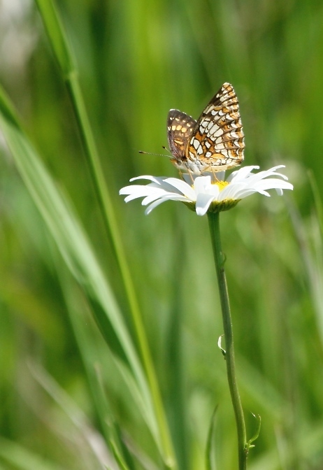 Harris's Checkerspot in June 2007 by Bill Hubick · iNaturalist