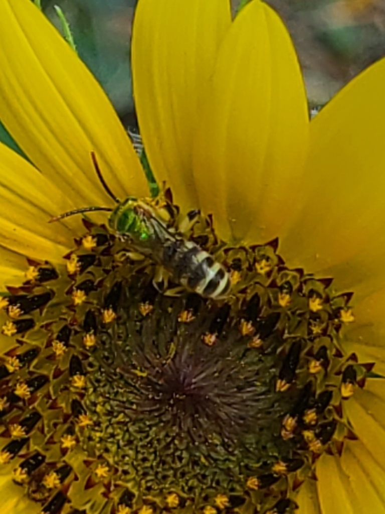 Texas Striped Sweat Bee from Dallas, TX 75209, USA on August 28, 2023 ...
