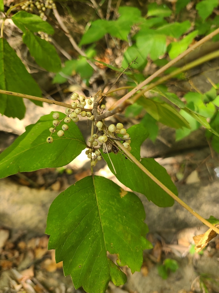 eastern poison ivy from Coppell, TX, USA on September 1, 2023 at 10:37 ...