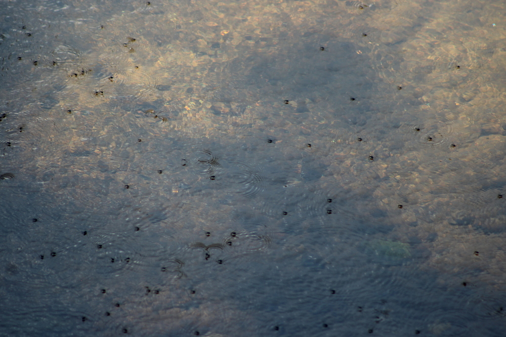 Metrobates from Zonolite Park, Georgia on August 26, 2023 at 08:02 PM ...