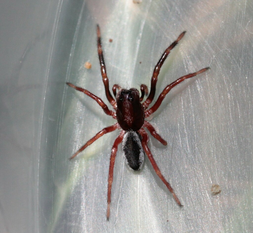 Spiders from Erie County, PA, USA on August 22, 2023 at 12:30 PM by ...