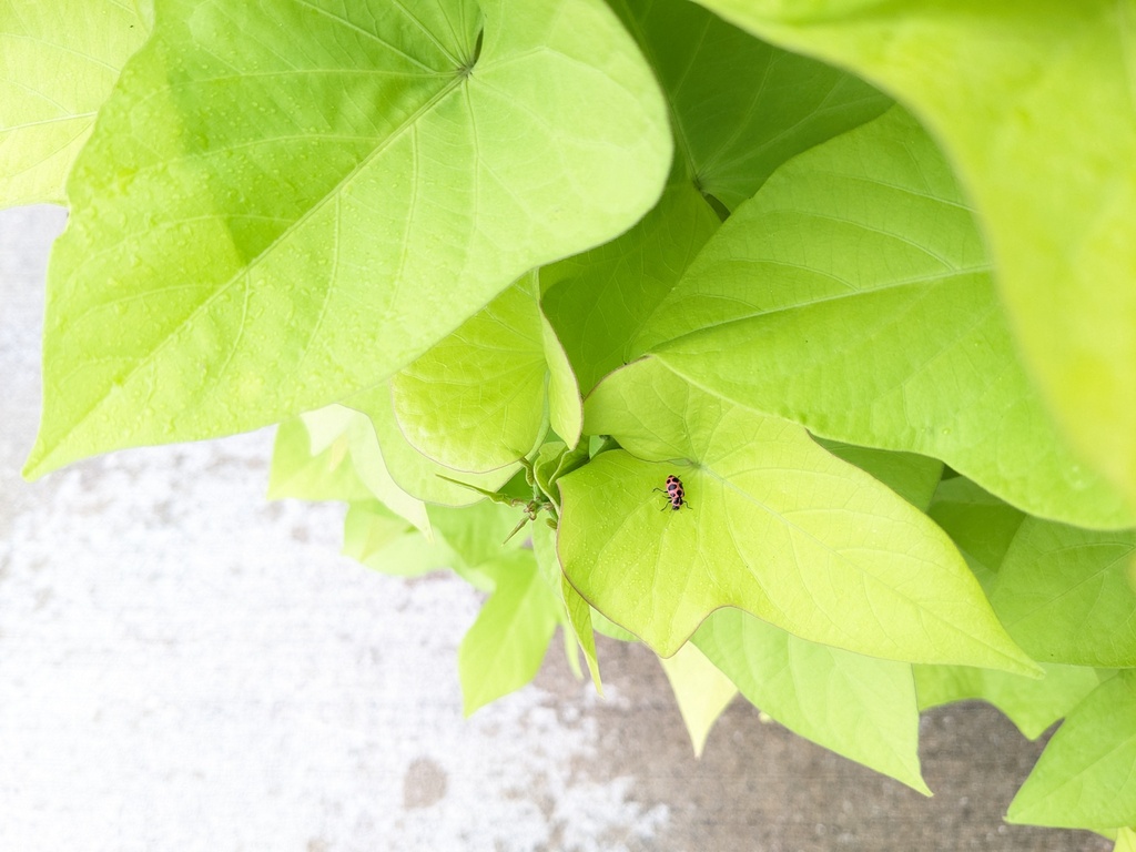 Spotted Pink Lady Beetle from Near Westside, Indianapolis, IN, USA on ...