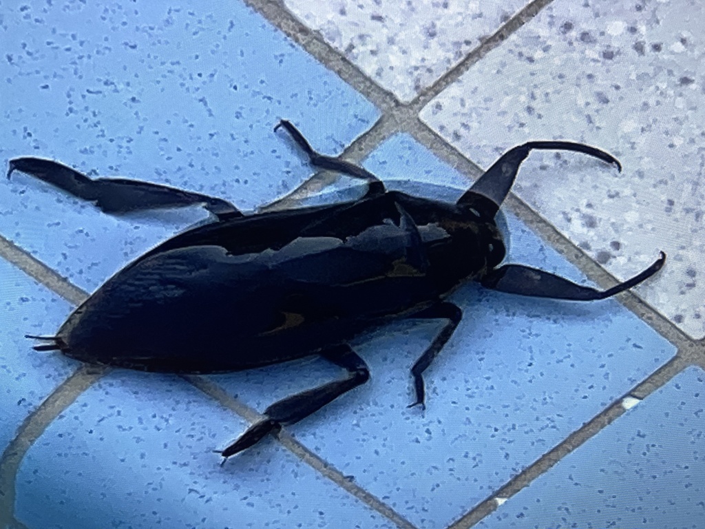 Eastern Toe-biter from S Flagler Dr, West Palm Beach, FL, US on ...