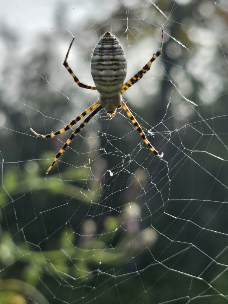 Banded Garden Spider from Eagle Ridge, SK S7K, Canada on September 1 ...