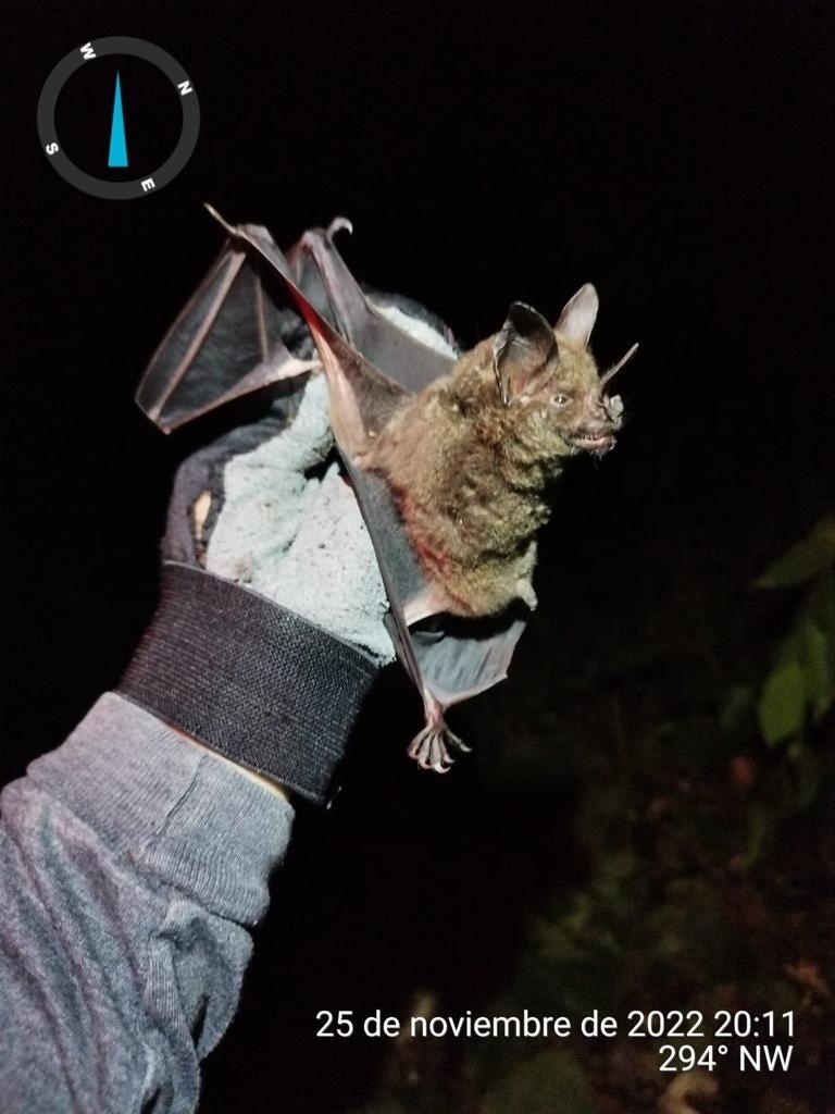 New World Leaf-nosed Bats by Katherine Valdivieso · iNaturalist