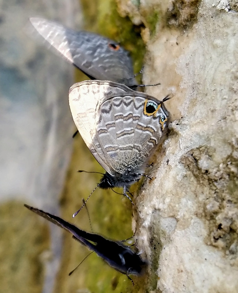 Common Line Blue from Distrik Tlk. Patipi, Kabupaten Fakfak, Papua Bar ...