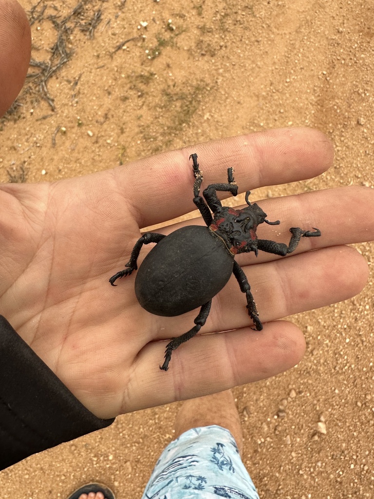 Brachycerus apterus from Namaqua National Park, ZA-NC-NA, ZA-NC, ZA on ...
