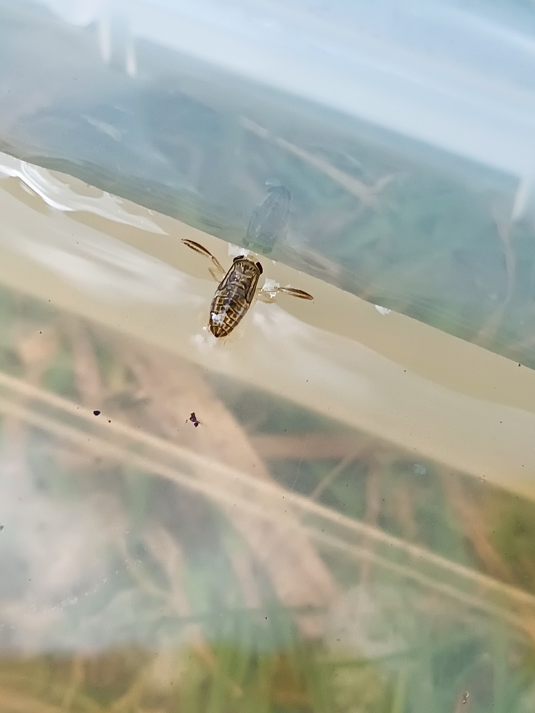 Water Boatmen from Tanglewood Wild Garden on September 1, 2023 at 01:23 ...