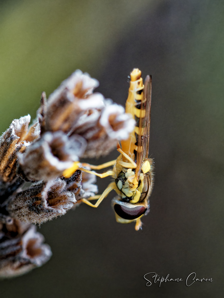 Migrant Hover Fly from 76350 Oissel, France on August 29, 2023 at 07:54 ...