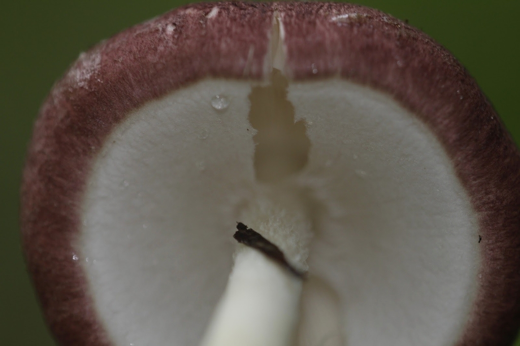 Micropsalliota from San Rafael, Antioquia on June 25, 2023 at 09:20 AM ...