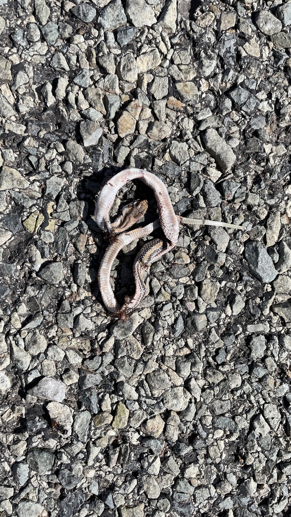 Big Bend Patchnose Snake in September 2023 by James Hicks · iNaturalist
