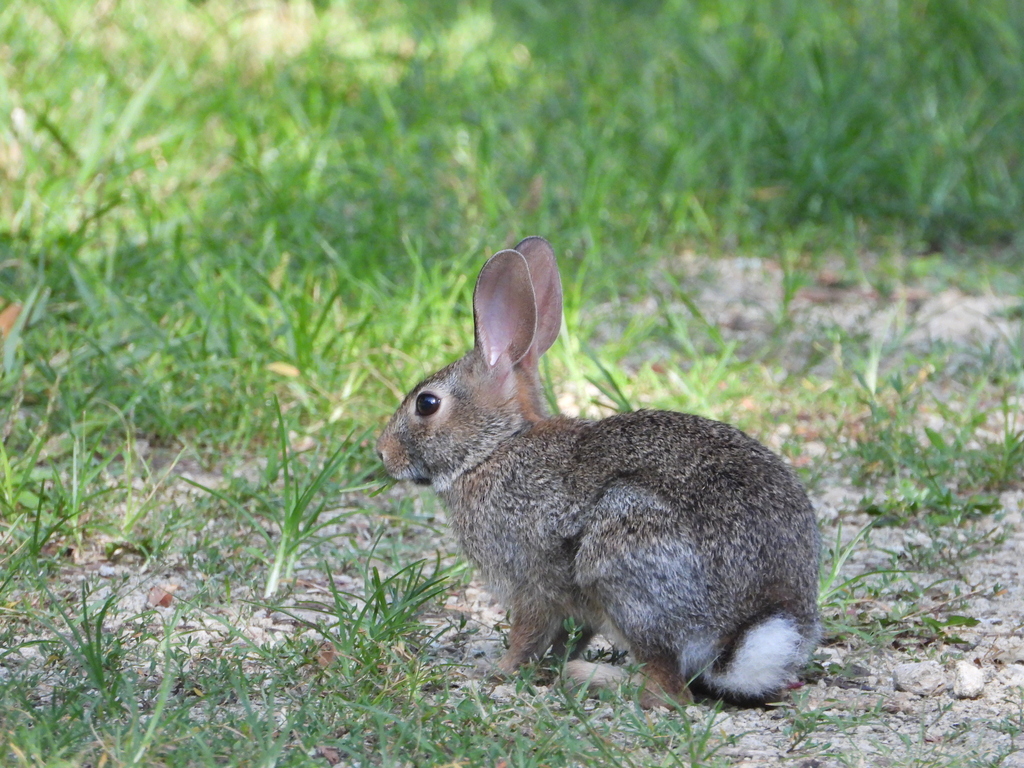 Eastern Cottontail from Evendale, OH, USA on August 4, 2023 at 09:29 AM ...