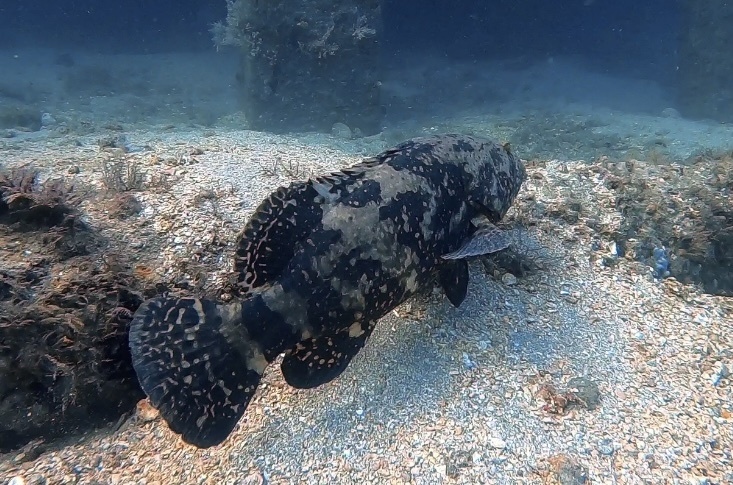 Atlantic Goliath Grouper in September 2023 by Dana Pace · iNaturalist