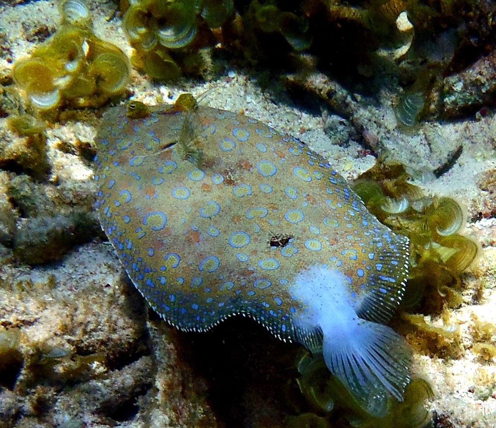 Atlantic Peacock Flounder from Caraïbische Zee, Santa Cruz, Aruba, AW ...