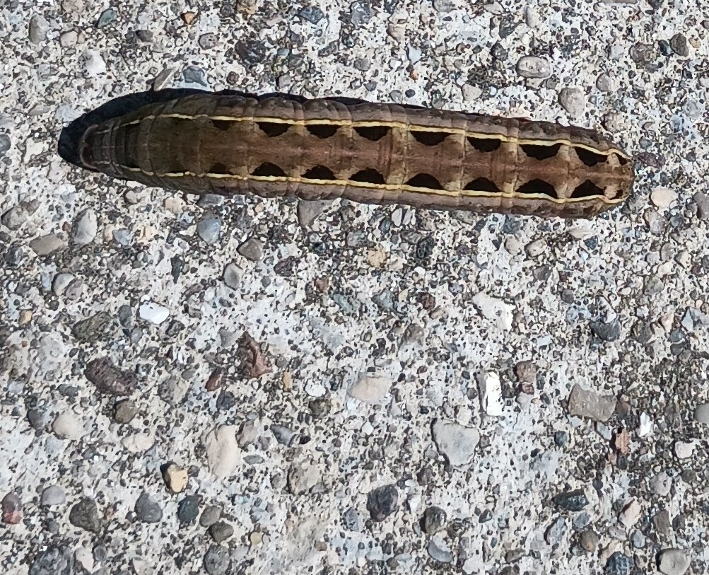 Velvet Armyworm Moth from Antioch College on September 1, 2023 at 02:53 ...