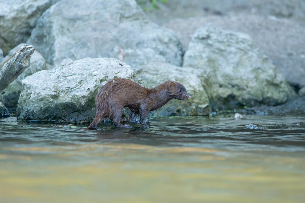 American Mink from New Buffalo, MI 49117, USA on August 27, 2023 at 11: ...
