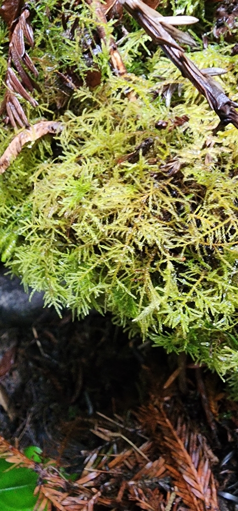 Oregon Beaked Moss from McKinleyville, CA, USA on September 1, 2023 at ...