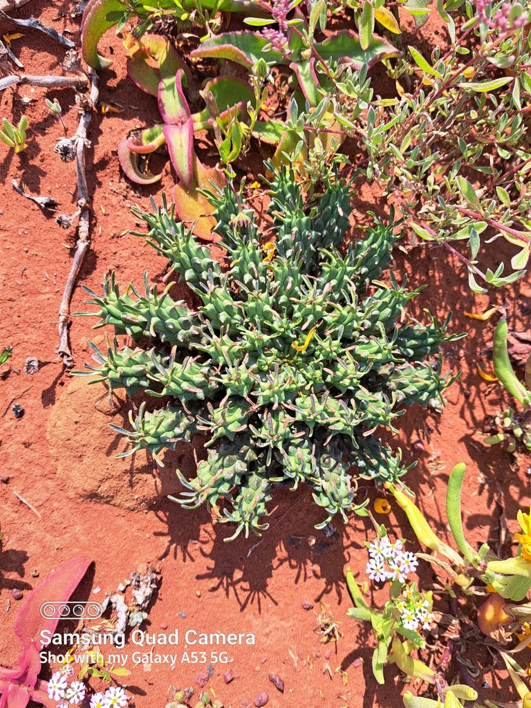 Athymalus from Ebenhaezer, 8149, South Africa on August 30, 2023 at 12: ...