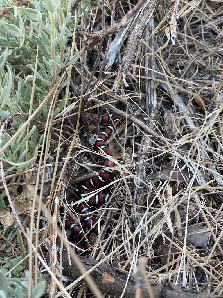 Coast Mountain Kingsnake in July 2022 by Nick Seidel · iNaturalist