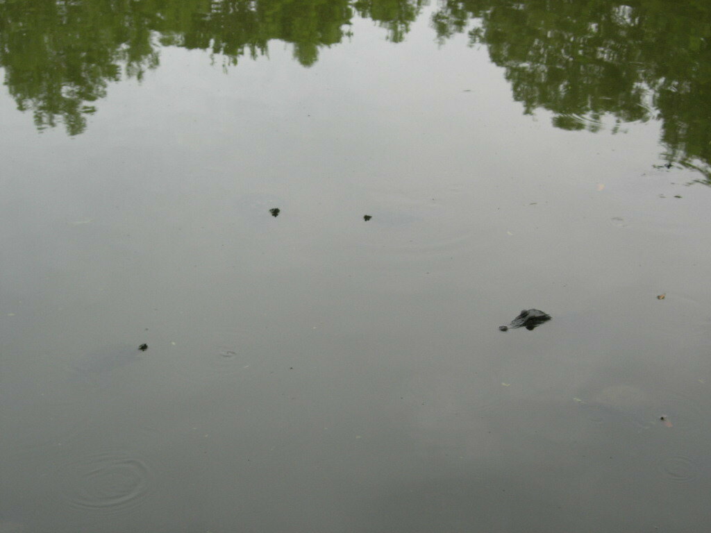American Alligator from Houston, TX on June 10, 2008 at 05:58 AM by ...