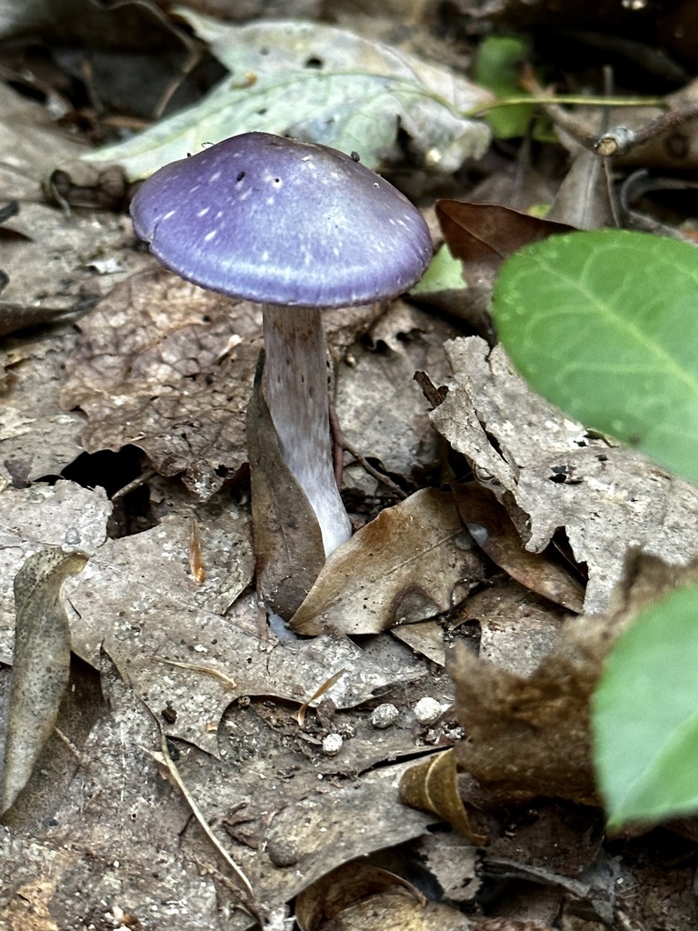 Viscid Violet Cort from Pomfret Center, CT, US on September 1, 2023 at ...