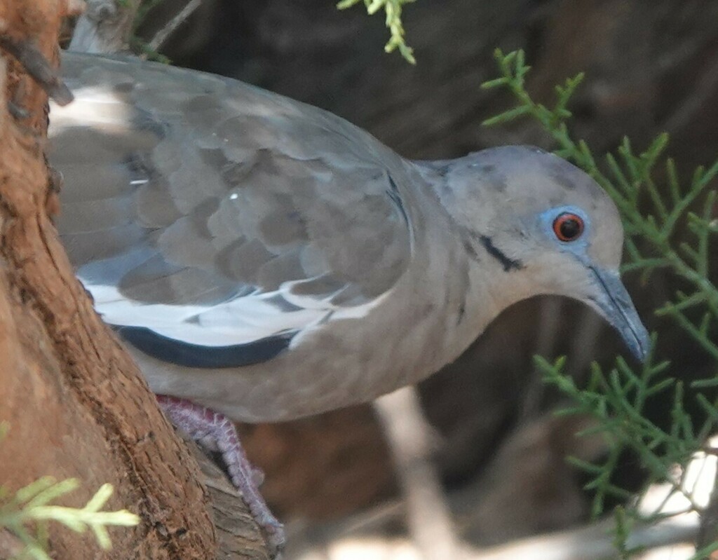 White-winged Dove from Randall County, TX, USA on September 1, 2023 at ...
