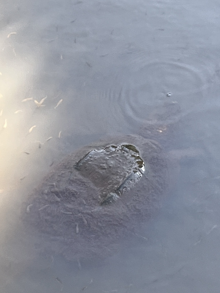 Common Snapping Turtle from Brookville Park, New York, NY, US on ...